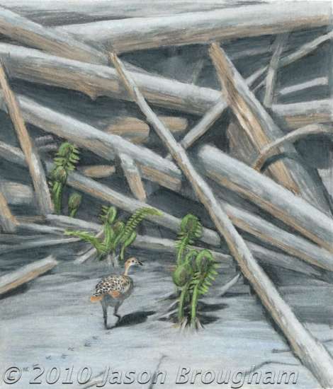 Ecosystem Reconstructions | softdinosaurs